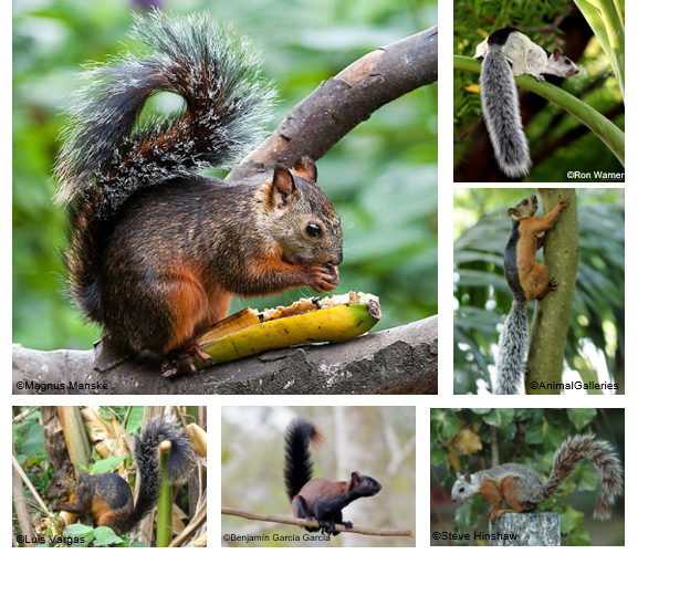 Proyecto Evolución e influencia antropológica en ardillas | Universidad Latina de Costa Rica